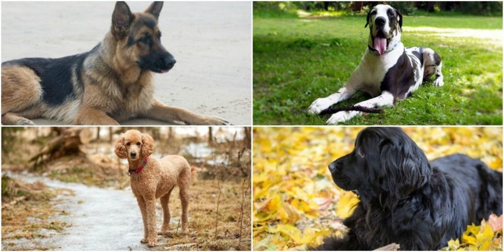 10 Most Famous Dog Breeds That Appear In Films | atelier-yuwa.ciao.jp